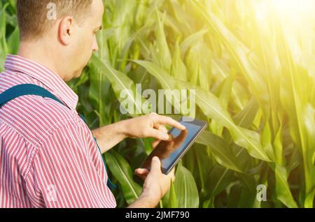 Farmer with tablet computer inspecting corn field Stock Photo - Alamy