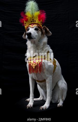 Portrait of a dog dressed for carnival, with feathers, sequins and ...