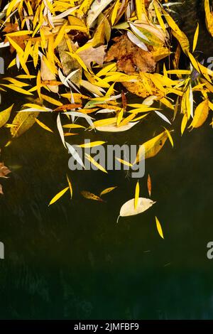 Bright colorful maple leaves float in the wind on dark blue background. Beautiful view of bright ...