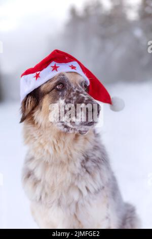 Dog in santa costume is sitting under christmas tree with gifts and ...