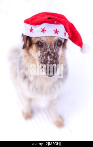 Big dog in santa hat lying down on snow road Stock Photo - Alamy