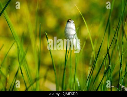 marsh vegetation, moss, grass, various marsh plants, close-up view ...