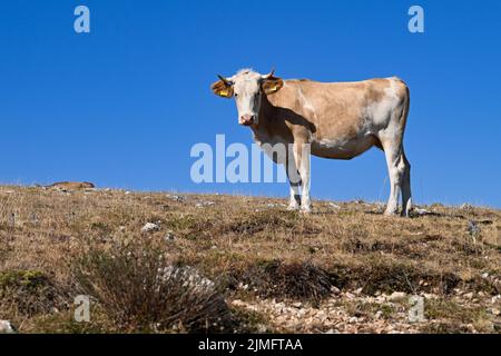 Cows grazing by the road near Vrlika, Croatia on 6th August 2022. Photo ...