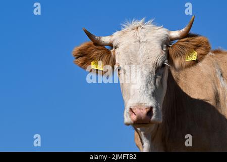 Cows grazing by the road near Vrlika, Croatia on 6th August 2022. Photo ...