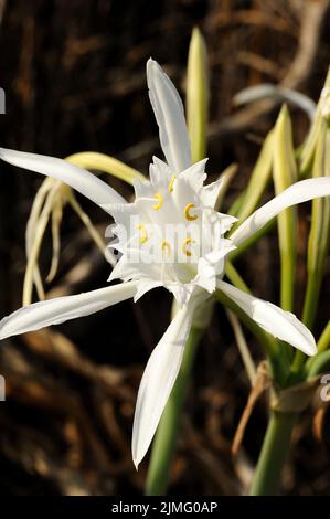 Large white flower Pancratium maritimum on the sandy shores of the ...