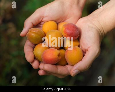 Freshly harvested apricots in hands. Close up Stock Photo - Alamy