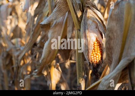 Dry corn stalks with cobs backlit by sun at fields autumn time Stock ...