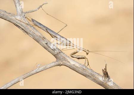 Closeup of the nature of Israel - mantis on a branch Stock Photo - Alamy