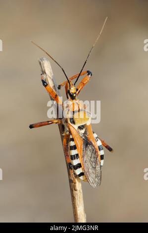 Closeup of the nature of Israel - bug on a branch Stock Photo - Alamy