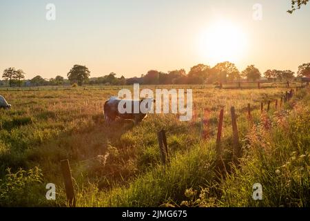 Cows on pasture in sunrise autumn light Stock Photo - Alamy