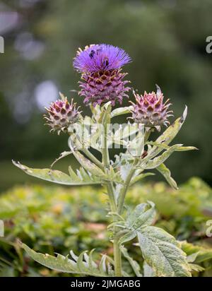 A large Thistle flower is a particularly popular source of nectar for ...