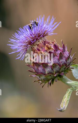A large Thistle flower is a particularly popular source of nectar for ...