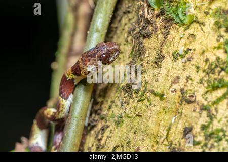 small nocturnal Ringed Snail-Eater, Tortuguero, Costa Rica wildlife ...