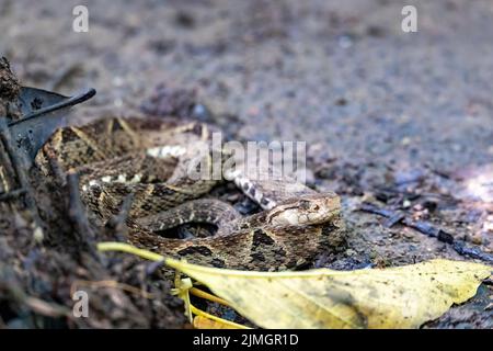 Danger and deadly venomous snake Terciopelo (Bothrops asper), resting ...