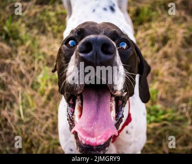Dog english pointer portrait, closeup Stock Photo - Alamy