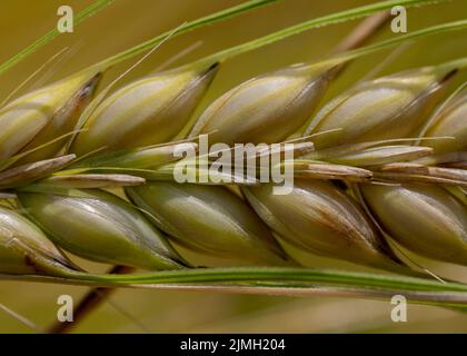 Growing barley. Barley plant. Green barley spike. Unripe spike Stock ...