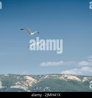 Seagulls fly after a boat near the island of Rab on the Adriatic Sea in ...