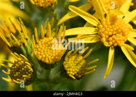 yellow flowers, Kilkenny, Ireland Stock Photo - Alamy