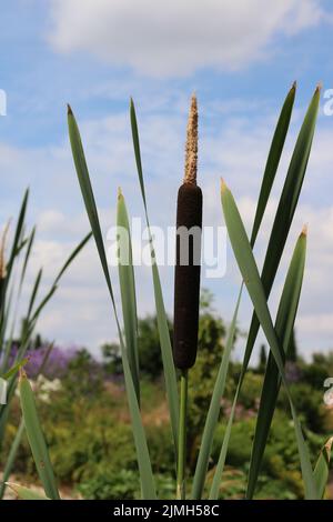 Bullrushes in meadow with blue sky background Stock Photo - Alamy