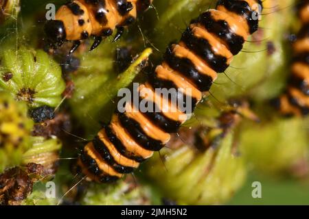 Cinnabar moth caterpillar, Kilkenny, Ireland Stock Photo - Alamy