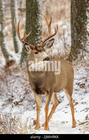 Mule deer buck with large antlers in snow, California, Yosemite ...