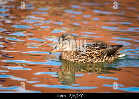 Colourful female duck Stock Photo - Alamy