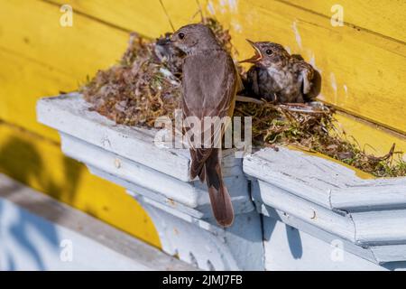 Luscinia luscinia. The nest of the Thrush Nightingale in nature. Russia ...