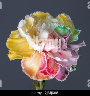 Spring floral background, beautiful bloomed light, pink magnolia ...