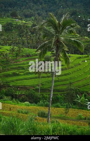 Beautiful view of rice terraces with a palm trees Stock Photo - Alamy