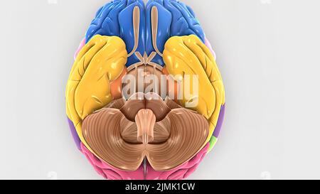 Illustration of a cross-section of the brain showing the various lobes ...