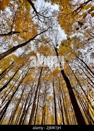 A scenery of autumnal trees in Indiana, the USA Stock Photo - Alamy