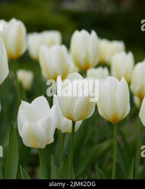 Early springtime in the countryside - Denmark. A photo of the ...
