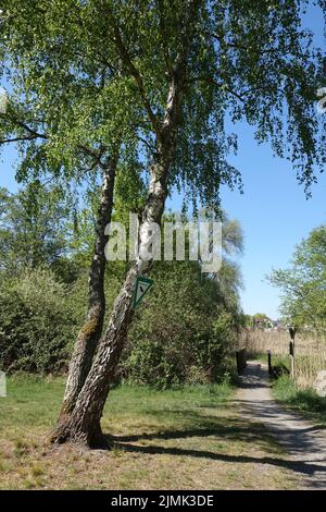 Birch and bridge near Rodgau Stock Photo - Alamy