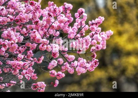 Prunus mume maehwa flowers Stock Photo - Alamy