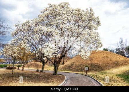 Daereungwon magnolia kobus blossom Stock Photo - Alamy