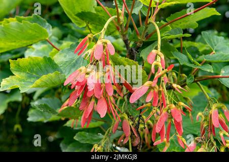 Red-leaved sycamore (Acer pseudoplatanus f. Atropurpureum), leaves and ...