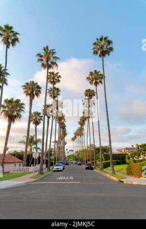 Columnar trees at the front of houses in San Francisco, California ...