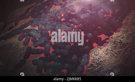 Illustration of Helicobacter pylori bacteria, a gram-negative spiral ...