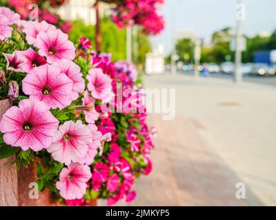 Selective focus of purple petunia flowers hanging on wooden surface ...