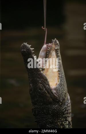 Nile crocodile trying to get a rat for food Stock Photo - Alamy