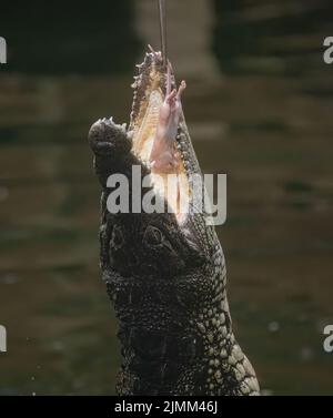 Nile crocodile trying to get a rat for food Stock Photo - Alamy