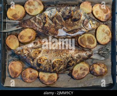 Just baked freshwater bream fish cooked with fresh rosemary and species ...