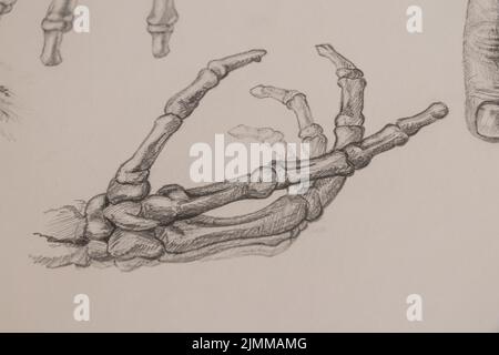 Anatomy study of human body parts Stock Photo - Alamy