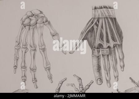 Anatomy study of human body parts Stock Photo - Alamy