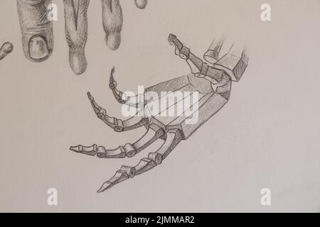 Anatomy study of human body parts Stock Photo - Alamy