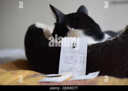 Cat protection charity shop receipt and a cat on background Stock Photo ...