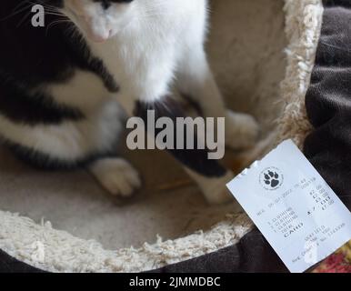 Cat protection charity shop receipt and a cat on background Stock Photo ...