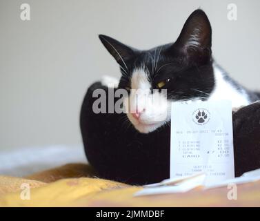 Cat protection charity shop receipt and a cat on background Stock Photo ...