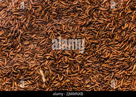 Top view cooked insects larvae Stock Photo - Alamy