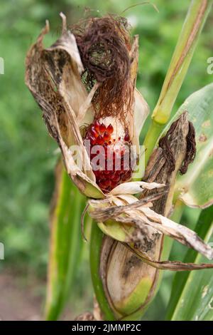 Cob of red strawberry corn on the plant Stock Photo - Alamy
